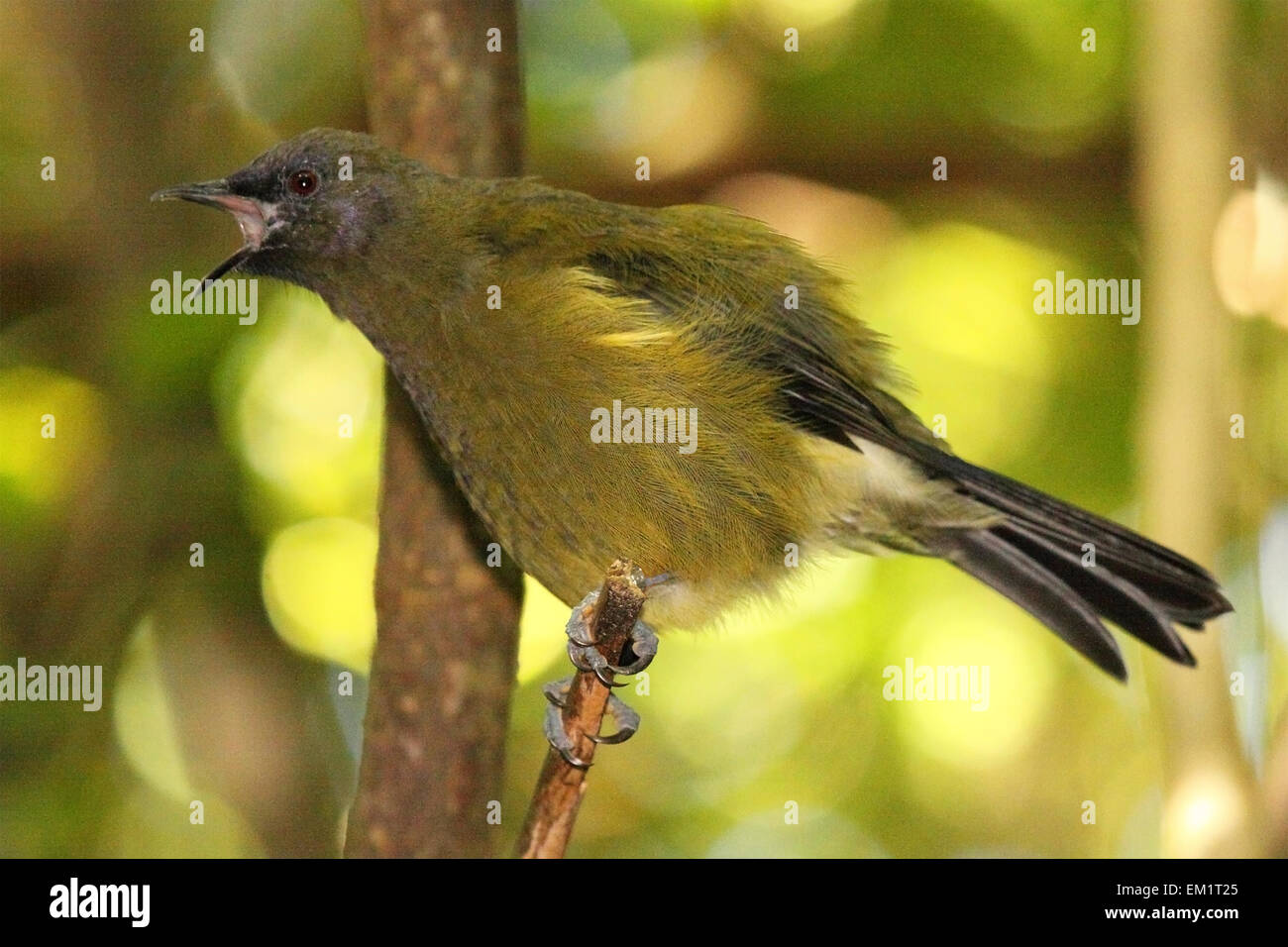 Singing loudly hi-res stock photography and images - Alamy
