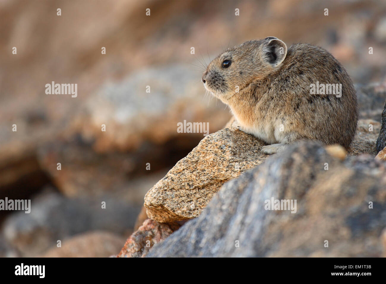 Natural looking rocky perch hi-res stock photography and images - Alamy