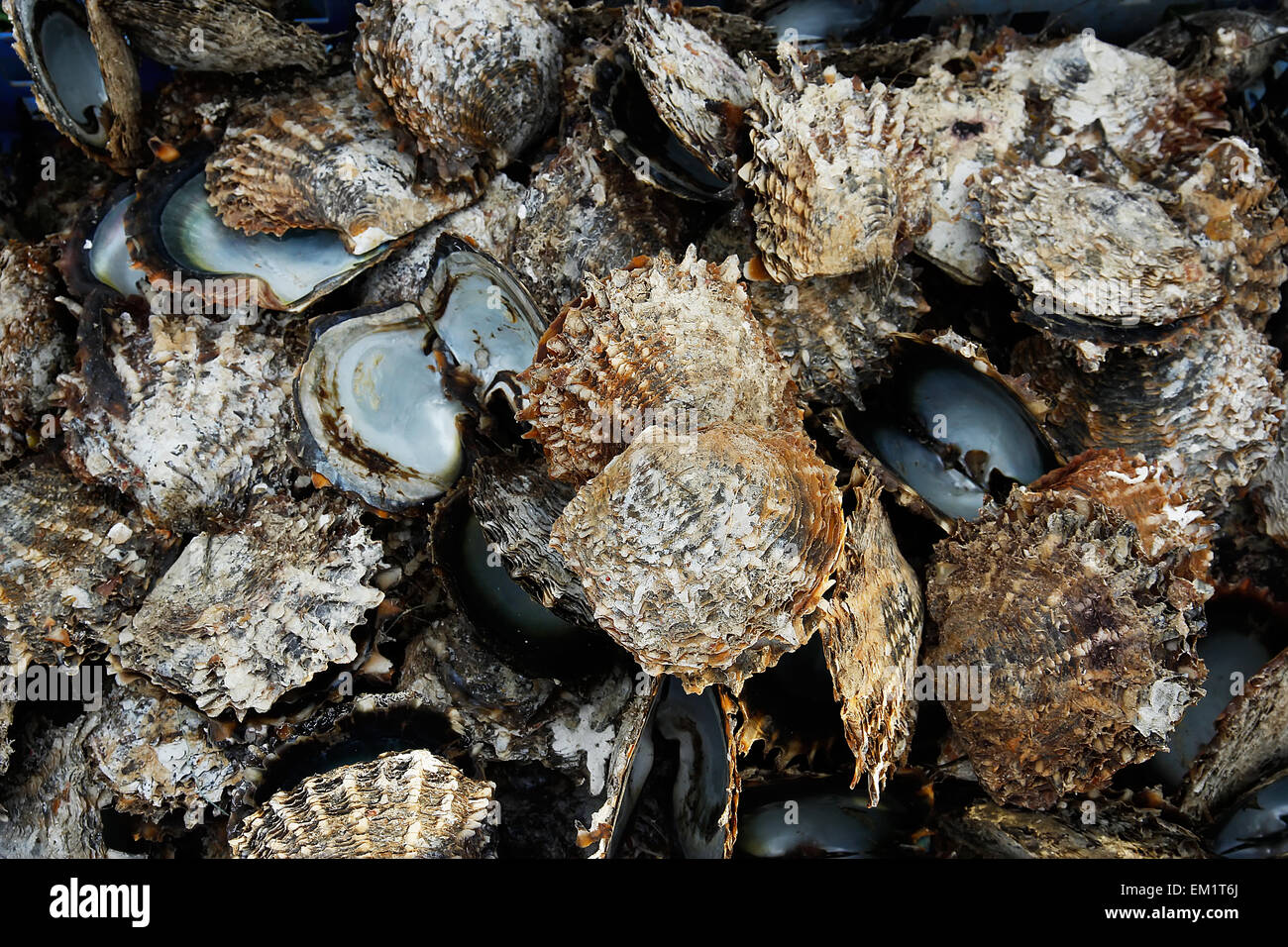 Pile of oyster shells at pearl farm, Vanua Levu island, Fiji, South ...