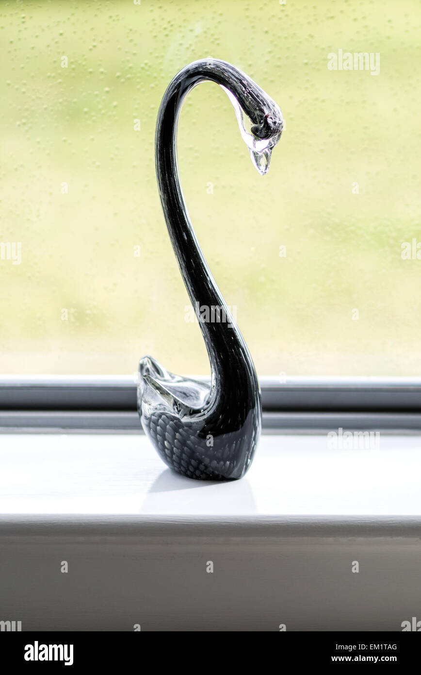 Black swan rain hi-res stock photography and images - Alamy