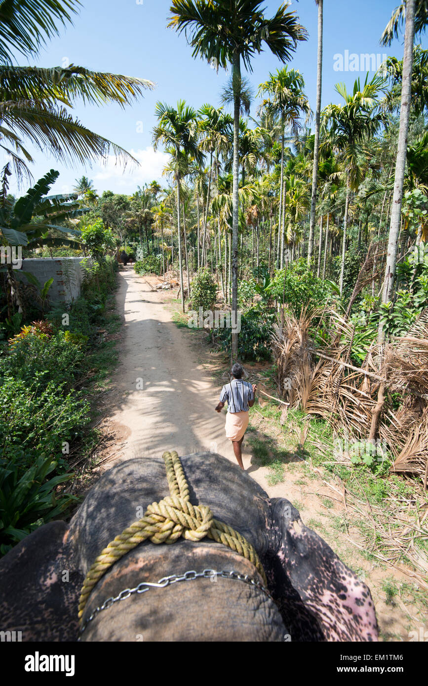 Elephant ride for tourists in Kumily, Kerala India (view from the top ...