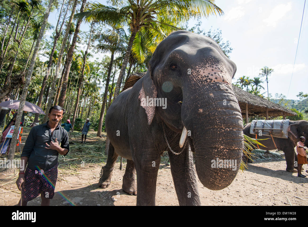 Elephant after giving a ride to tourists in Kumily, Kerala India Stock ...