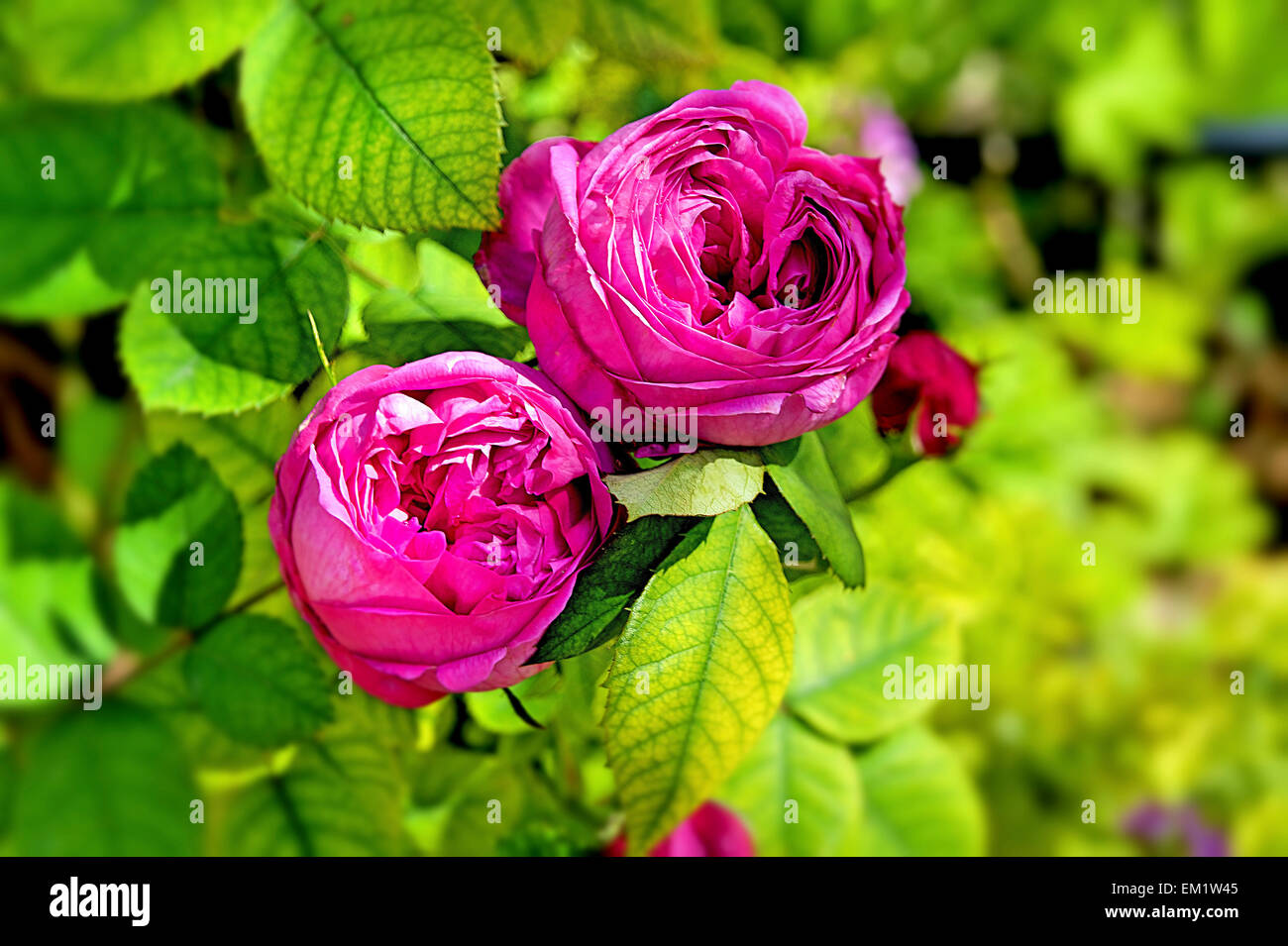 Beautiful pink roses Stock Photo - Alamy