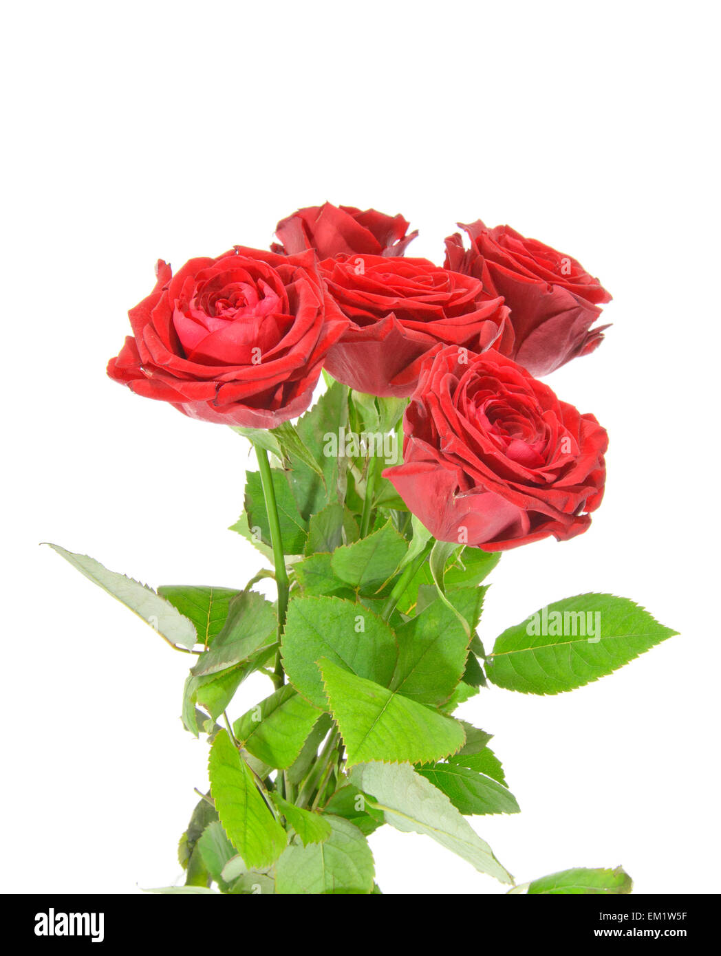 Beautiful Red Rose Stems. Isolated on White Background Stock Photo - Alamy