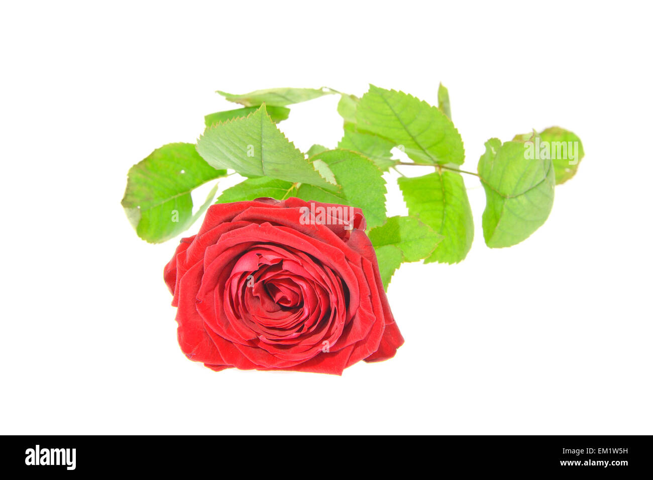 Beautiful Red Rose Stems. Isolated on White Background Stock Photo - Alamy