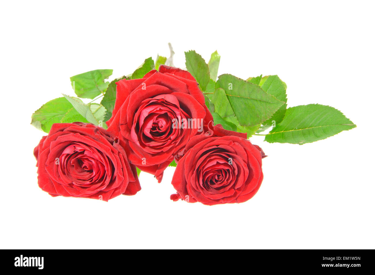 Beautiful Red Rose Stems. Isolated on White Background Stock Photo - Alamy