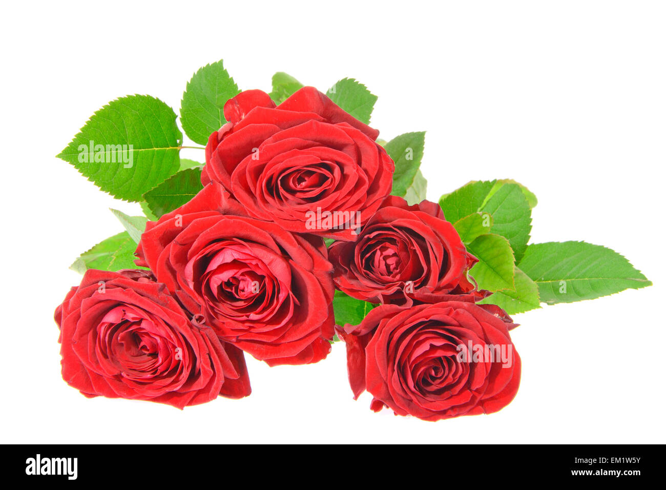 Beautiful Red Rose Stems. Isolated on White Background Stock Photo - Alamy