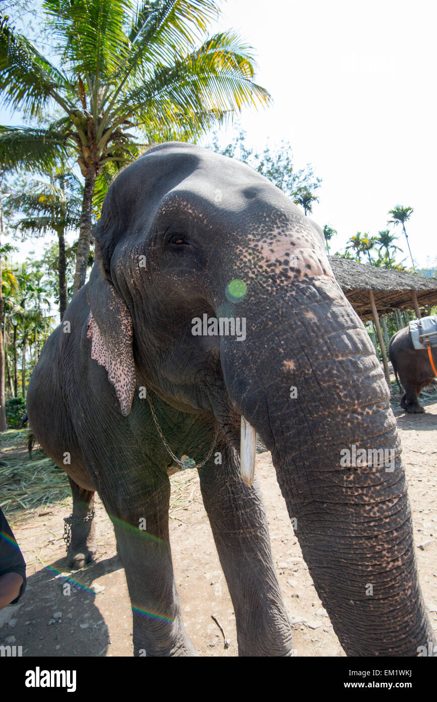 Indian elephant rides hi-res stock photography and images - Alamy