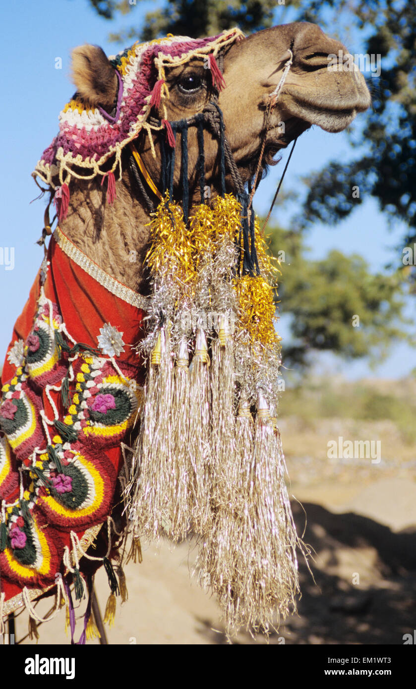 Camel hair art hi-res stock photography and images - Alamy