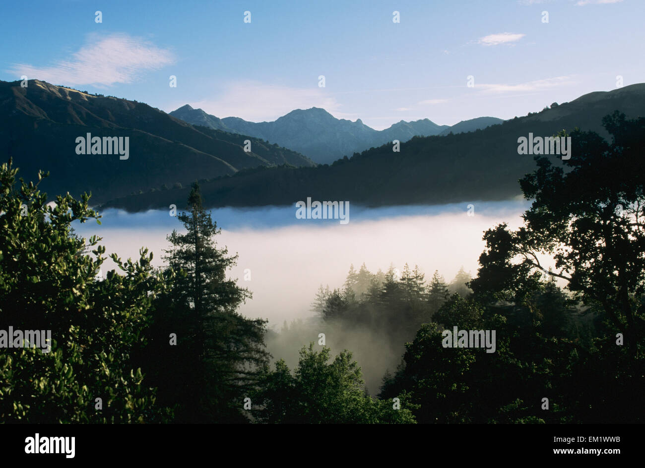 USA, California, Landscape of fog in forested valley on coast; Big Sur ...