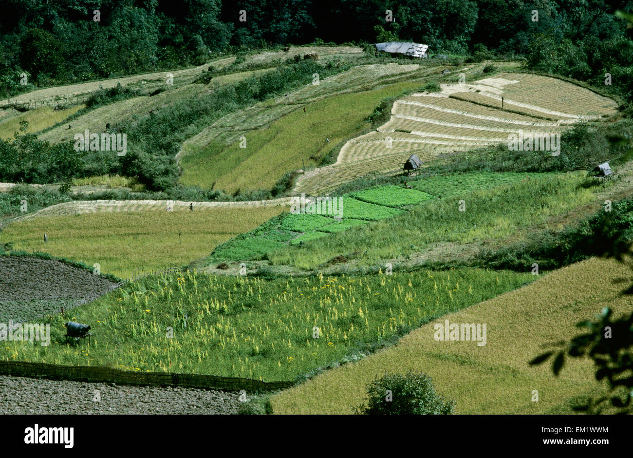 Grassy farmland in lower Mo Chu River Valley; Bhutan Stock Photo - Alamy