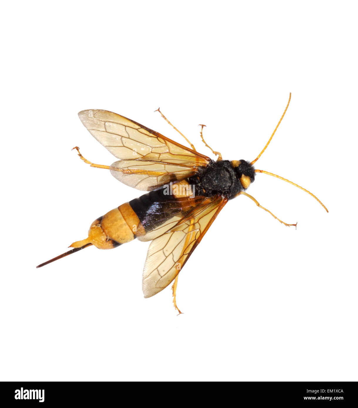 Horntail hi-res stock photography and images - Alamy