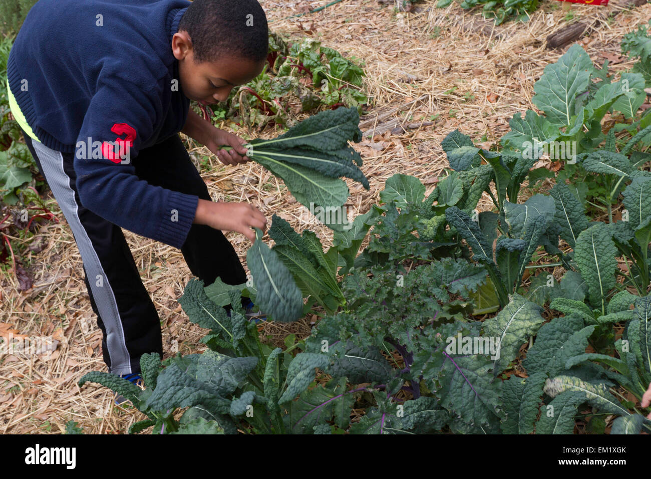 Urban Agriculture Program at The Paideia School, Atlanta, Georgia Stock ...