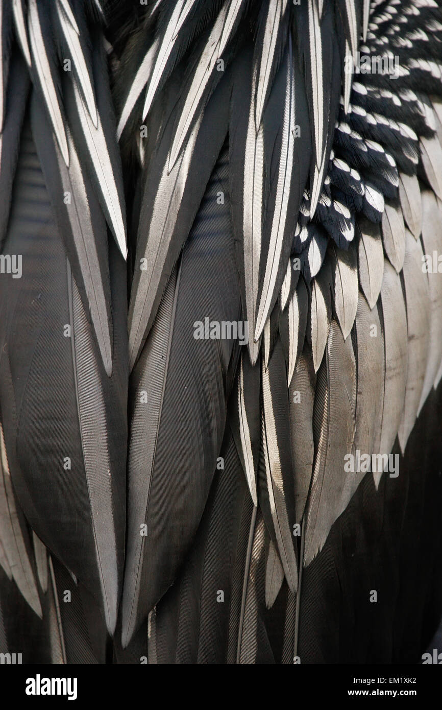 Anhinga (Anhinga anhinga) feathers close up Stock Photo - Alamy