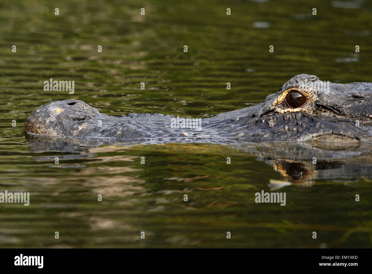 American alligator (Alligator mississippiensis) in Everglades National ...