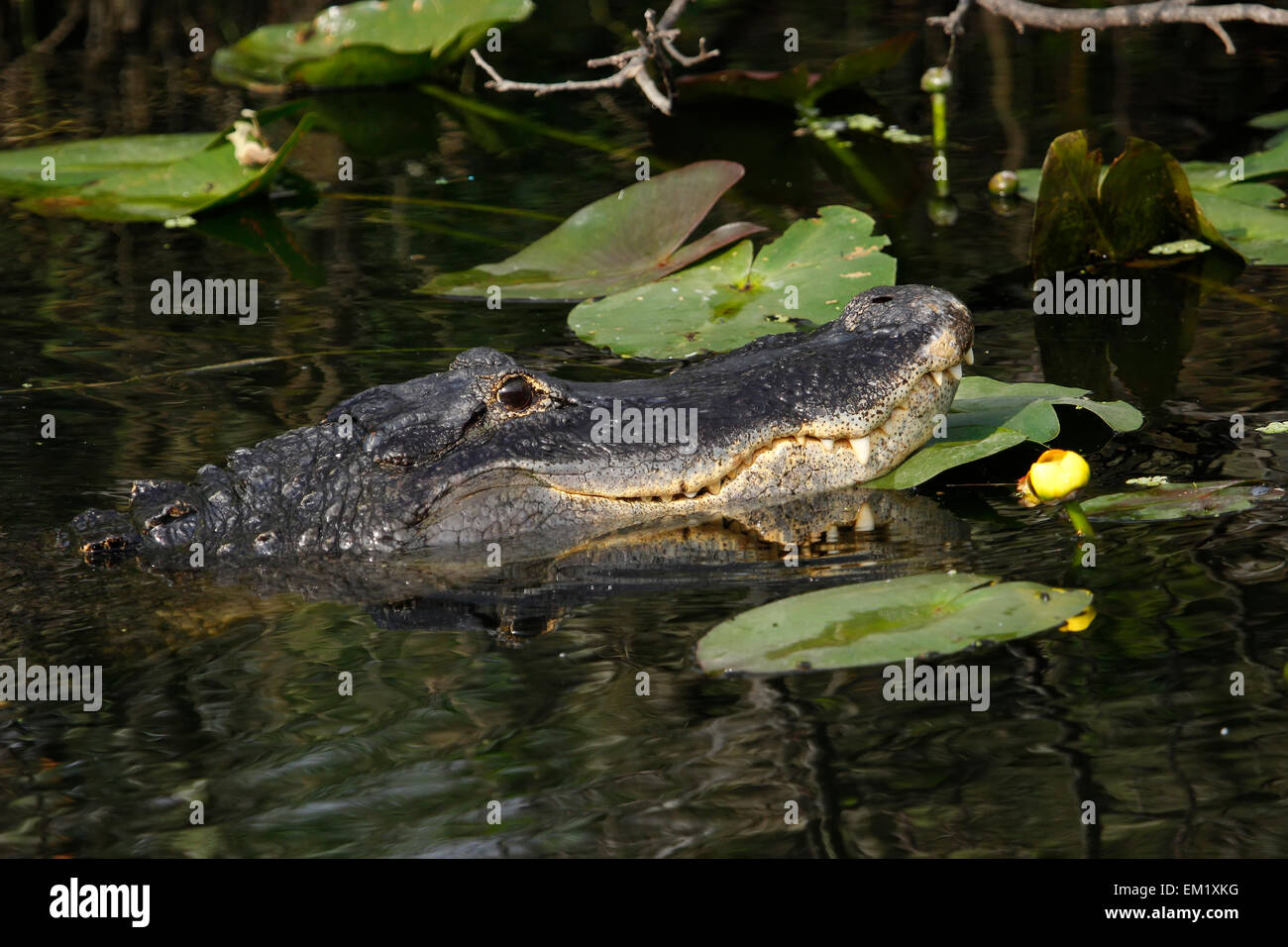 American alligator (Alligator mississippiensis) in Everglades National ...