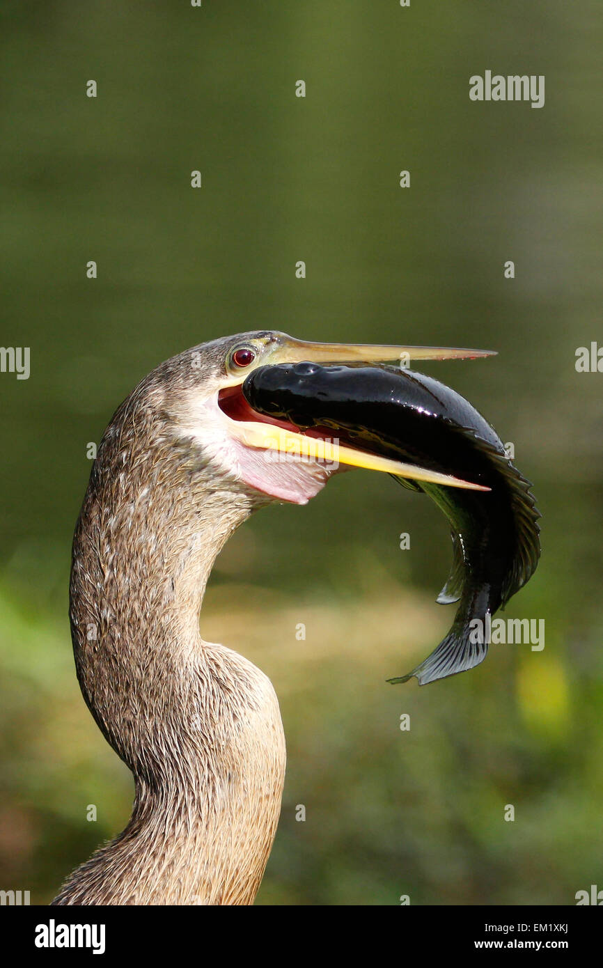 Anhinga (Anhinga anhinga) eating fish Stock Photo - Alamy
