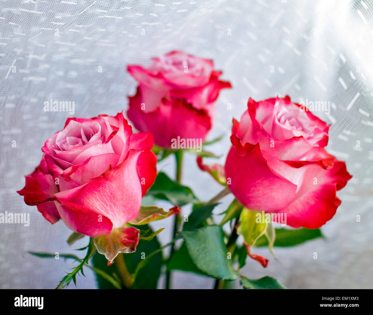 Gorgeous red roses hi-res stock photography and images - Alamy