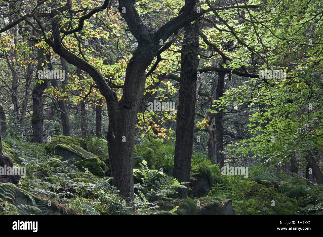 Forest In Peak District National Park; Derbyshire England Stock Photo ...