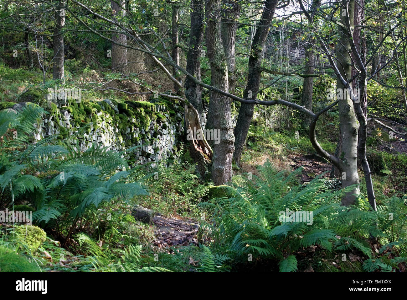 Forest In Peak District National Park; Derbyshire England Stock Photo ...