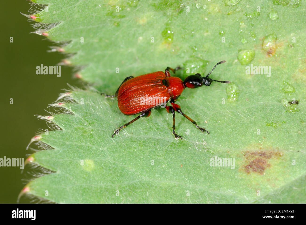 Hazel Leaf-roller - Apoderus coryli Stock Photo - Alamy