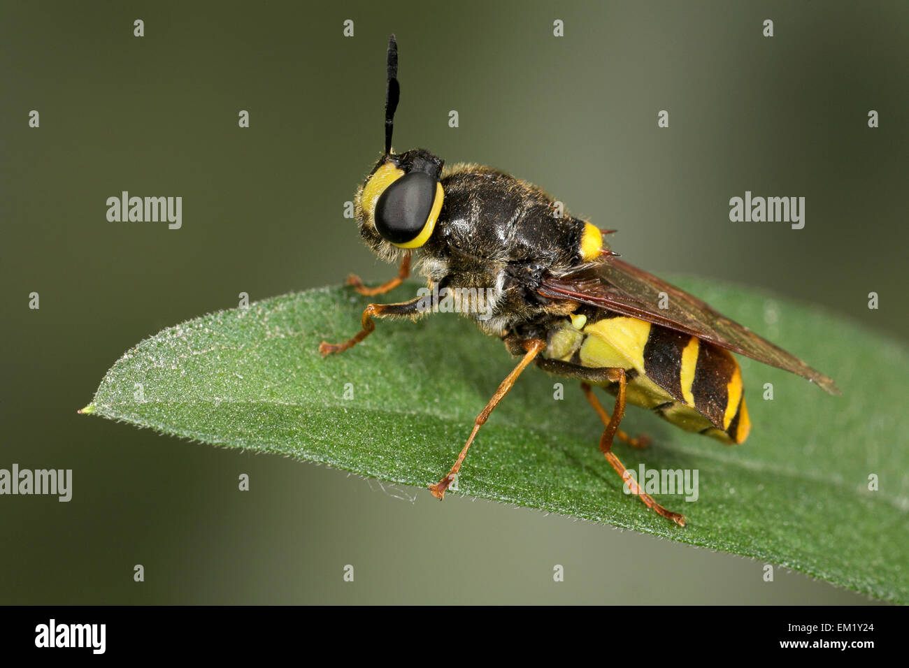 Soldier Fly - Stratiomys potamida Stock Photo - Alamy