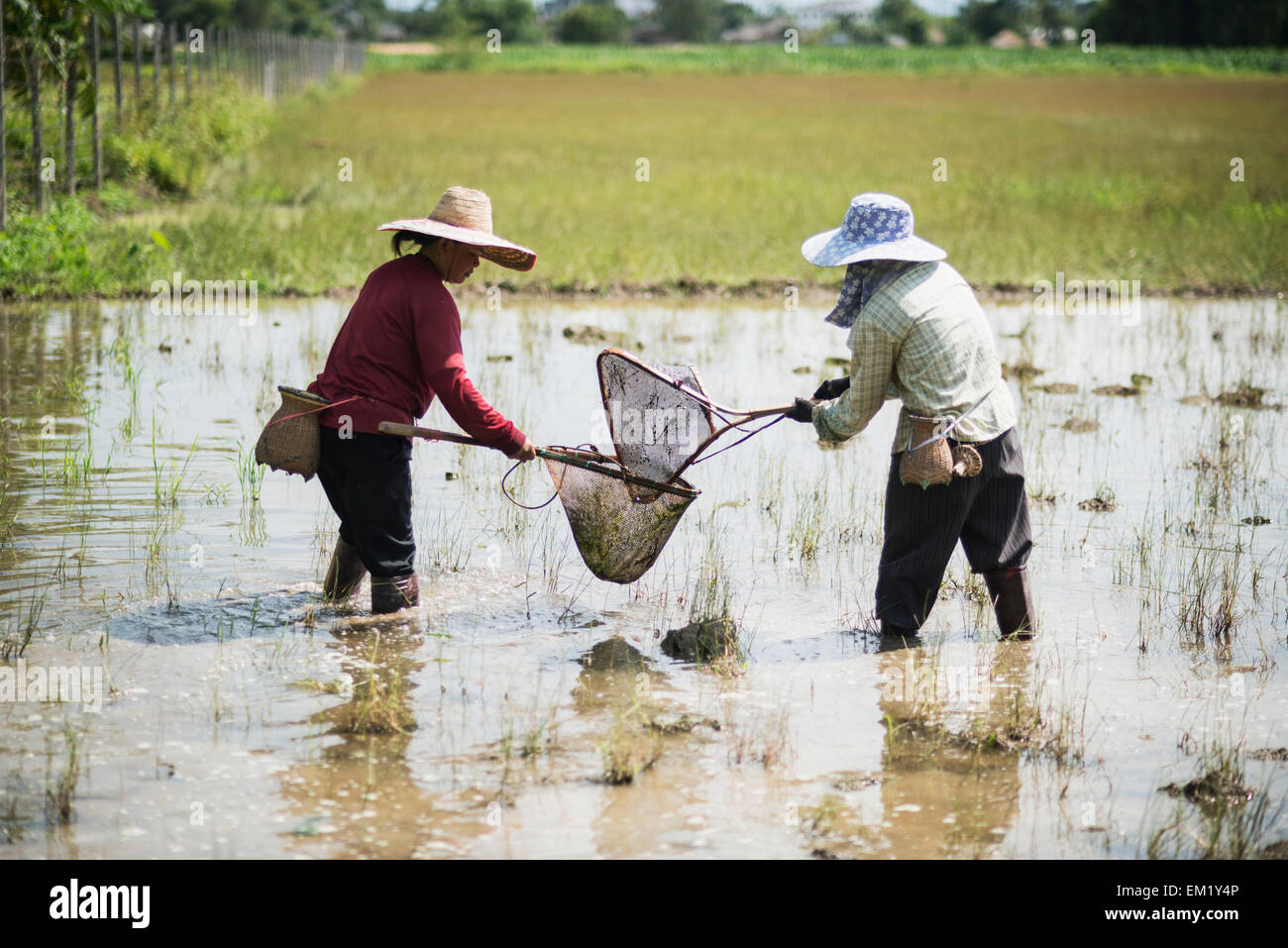 Catching tadpoles to eat; Fang, Thailand Stock Photo - Alamy