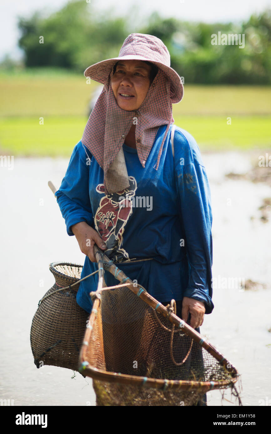 A woman with a net for catching tadpoles; Fang, Thailand Stock Photo ...