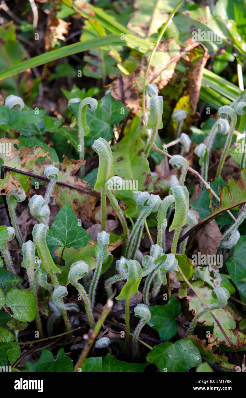 Woodland Fern opening fronds uk Stock Photo - Alamy