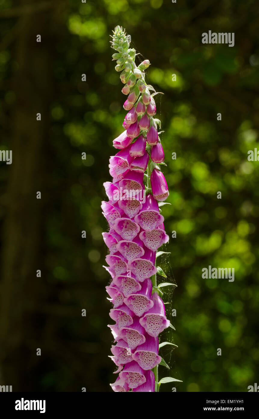 Blossom of the herbaceous biennial plant known as Foxglove (Digitalis ...