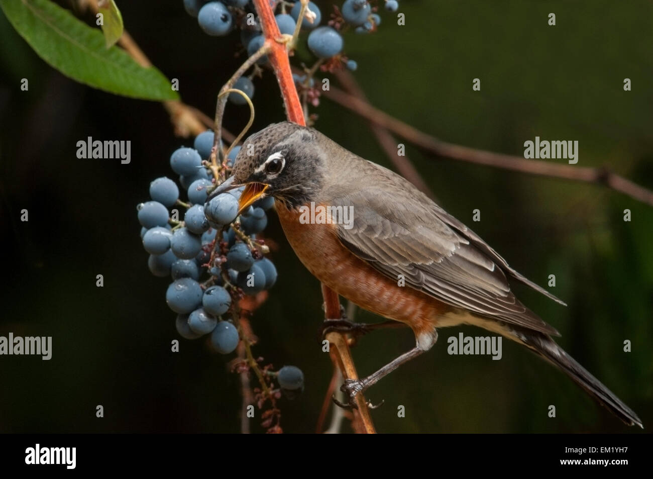 American Robin (Turdus migratorius) is a migratory songbird of the ...