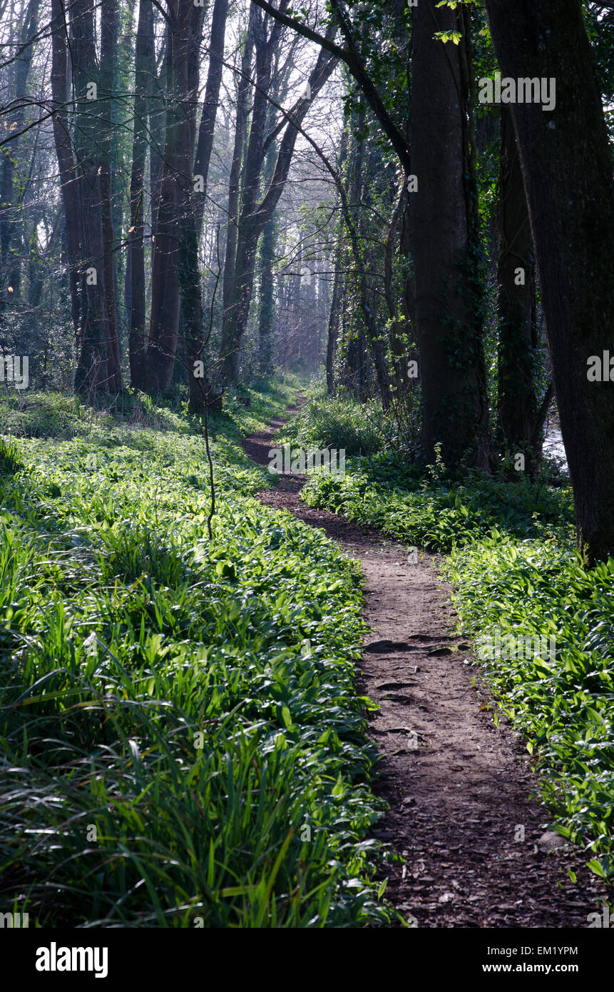 Woodland Path Dorset UK Stock Photo - Alamy