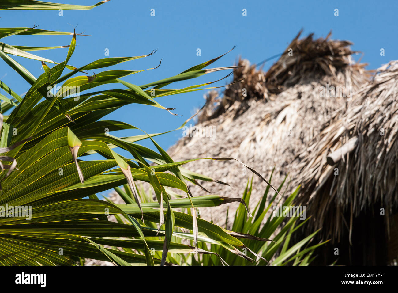 mexico, maya riviera, palm trees Stock Photo - Alamy