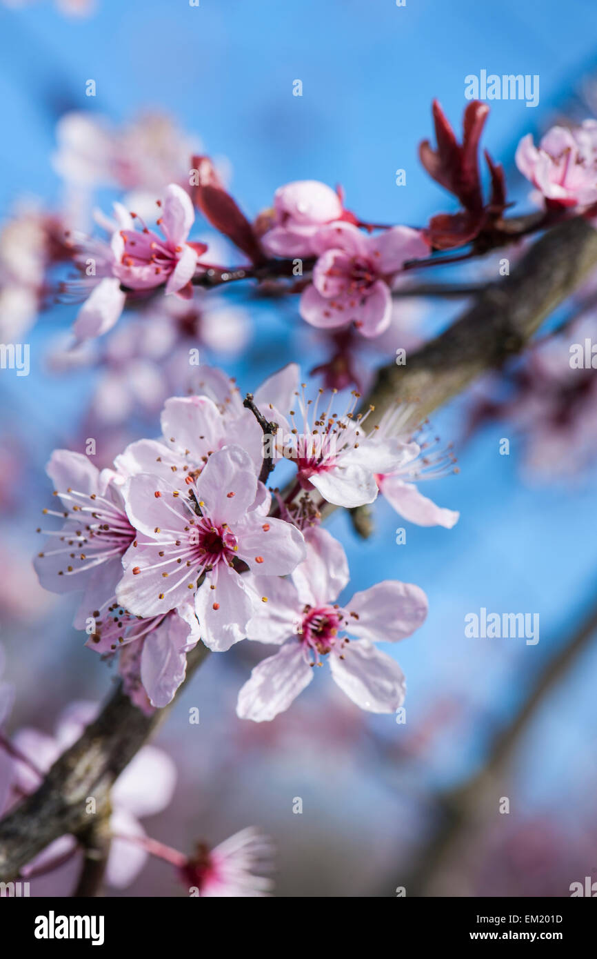 spring time bloom Stock Photo - Alamy