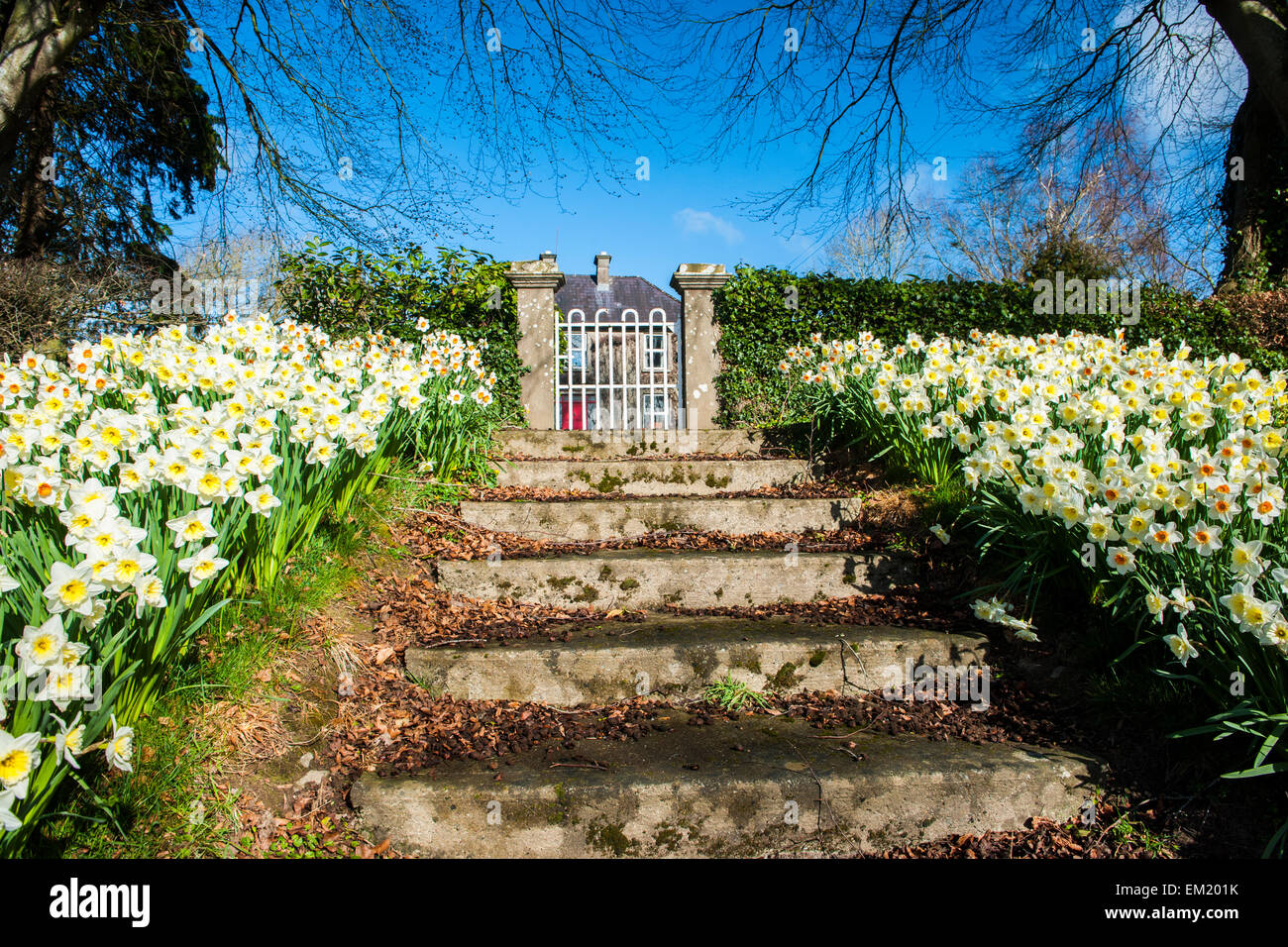 Essence of narcissus hi-res stock photography and images - Alamy