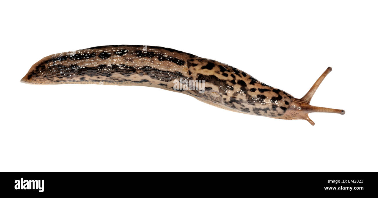 Leopard Slug - Limax maximus Stock Photo - Alamy