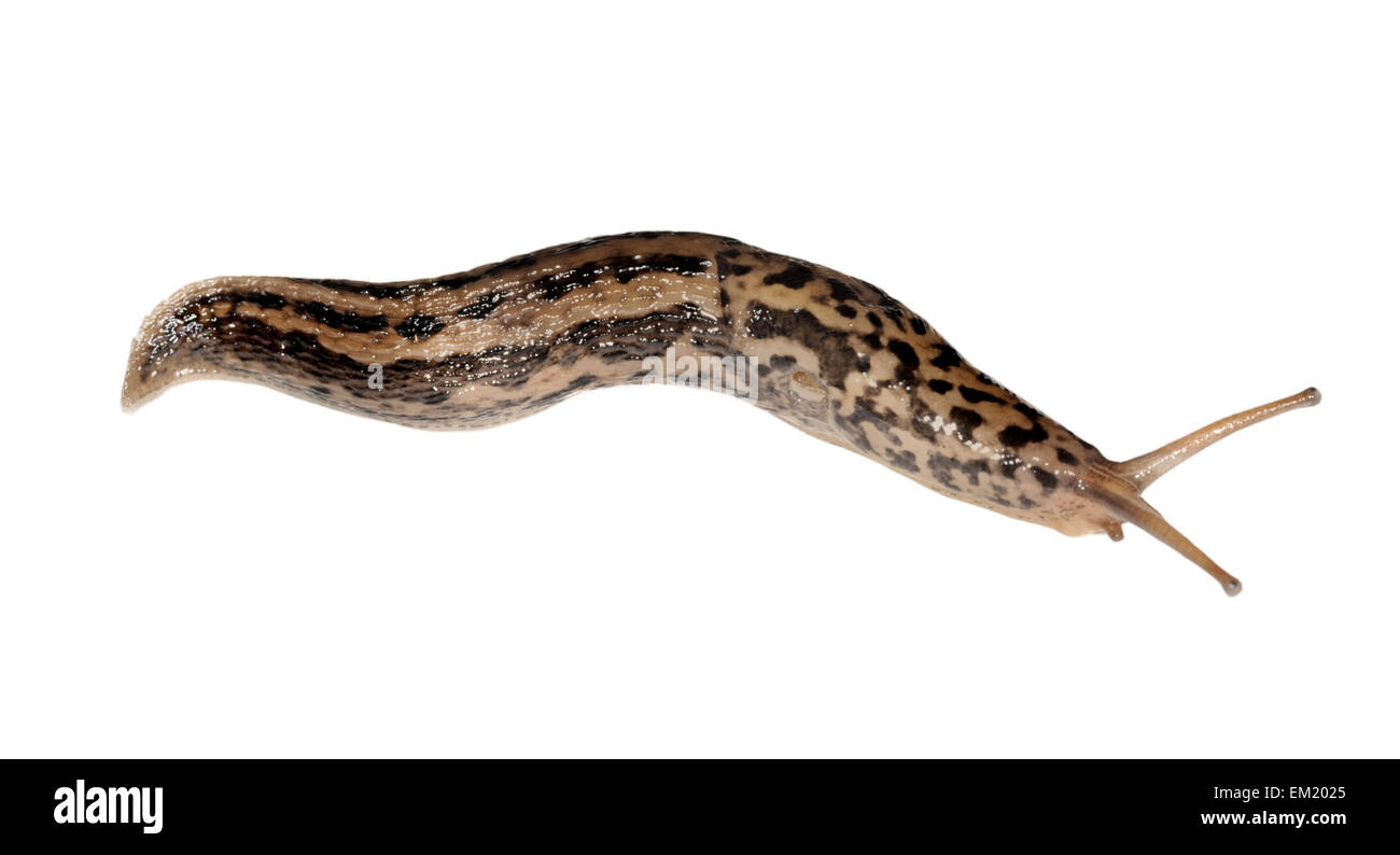 Terrestrial slug Cut Out Stock Images & Pictures - Alamy