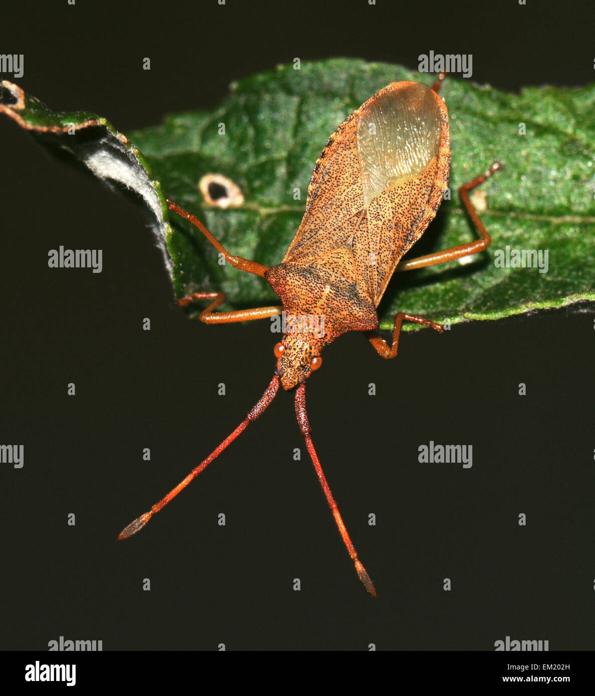 Box Bug - Gonocerus acuteangulatus Stock Photo - Alamy