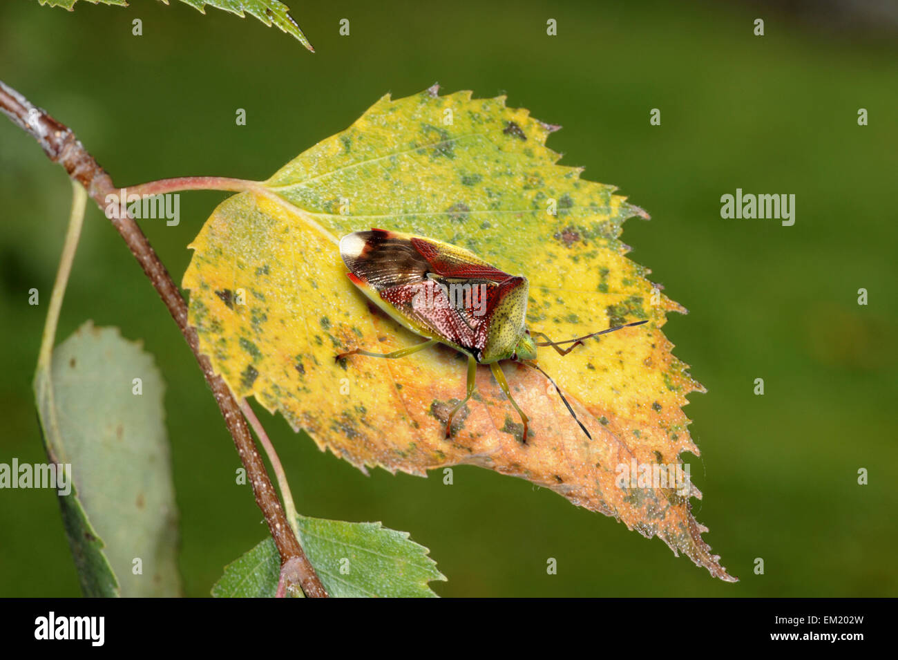Birch Shieldbug - Elasmostethus interstinctus Stock Photo - Alamy