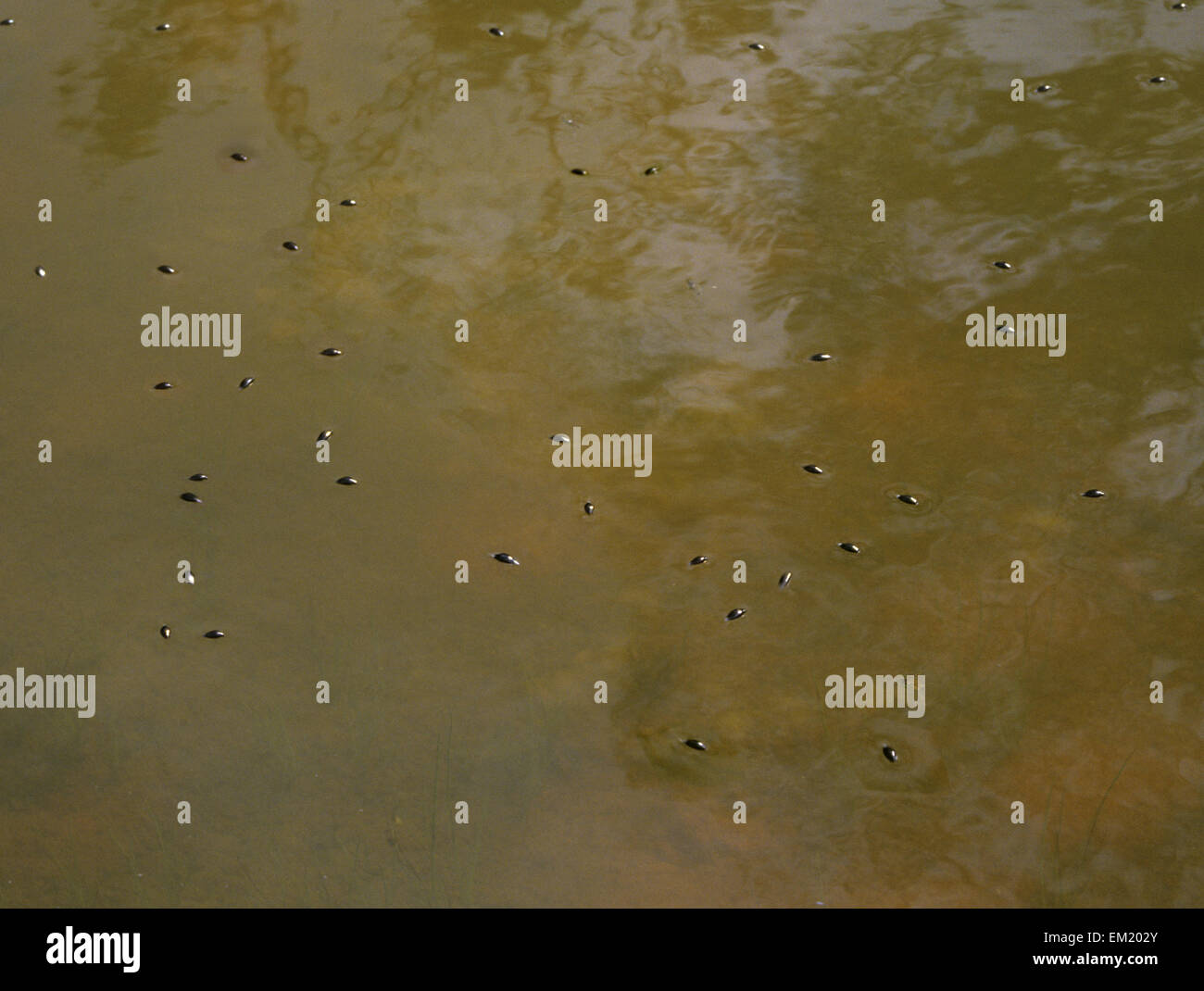 Whirlygig Beetles - Gyrinus natator Stock Photo - Alamy