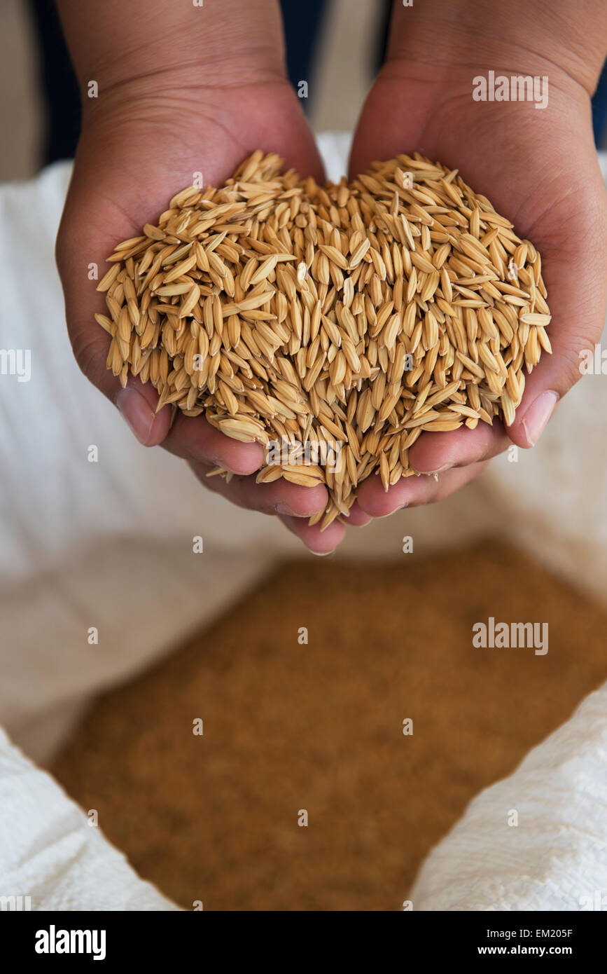 Hands holding rice; Chiang Mai, Thailand Stock Photo - Alamy