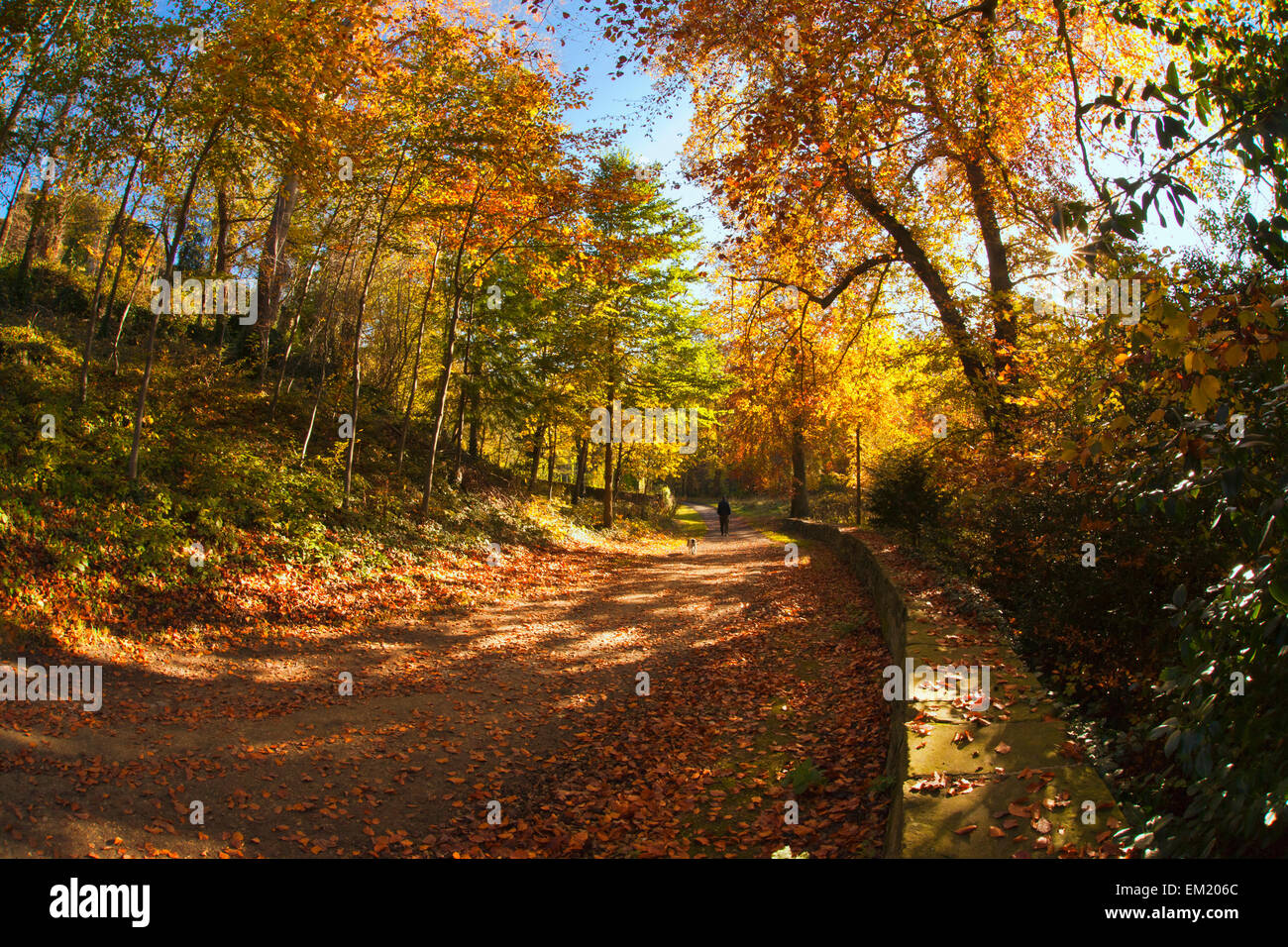 Fallen leaves on path paths pathway pathways hi-res stock photography ...