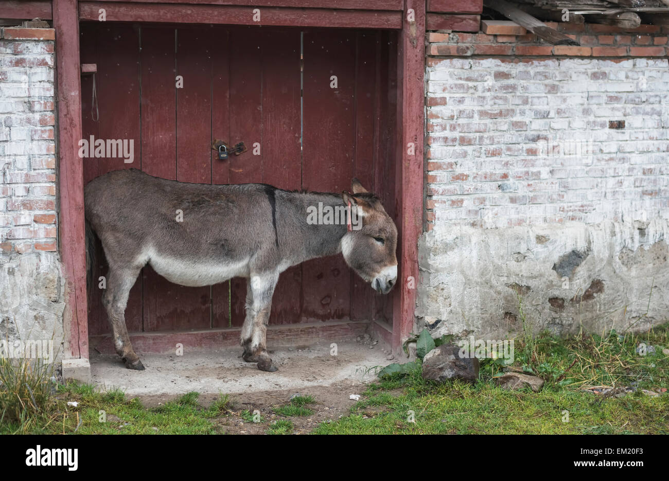 A sad donkey is trying to hide from the morning rain under the gate ...