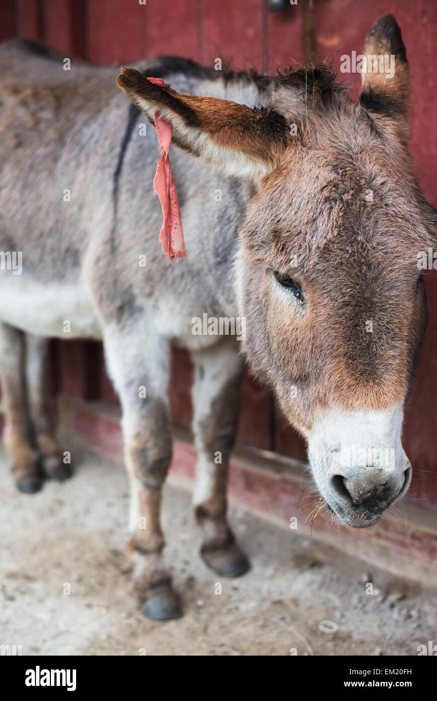 A donkey; Tibet, China Stock Photo - Alamy