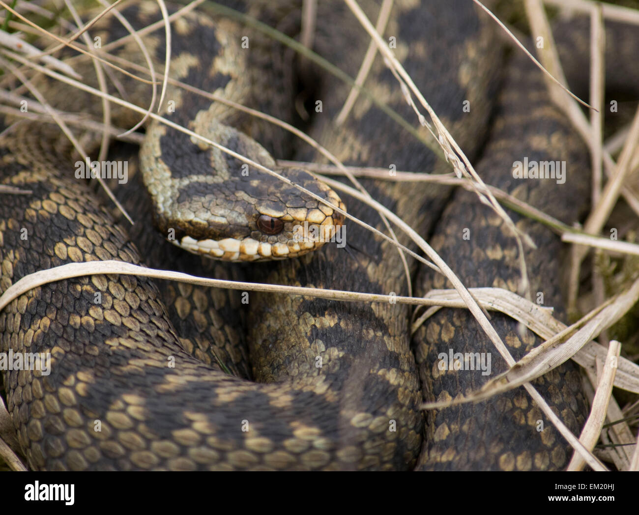 Pictured here is a female Adder basking in the spring sunshine in ...