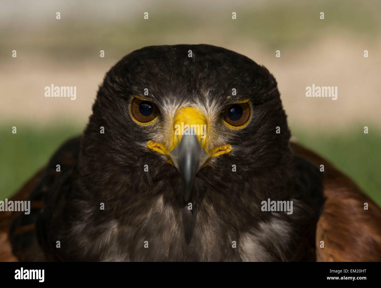 Pictured here is a Stunning Harris Hawk, Taken on a Spring Day Stock ...
