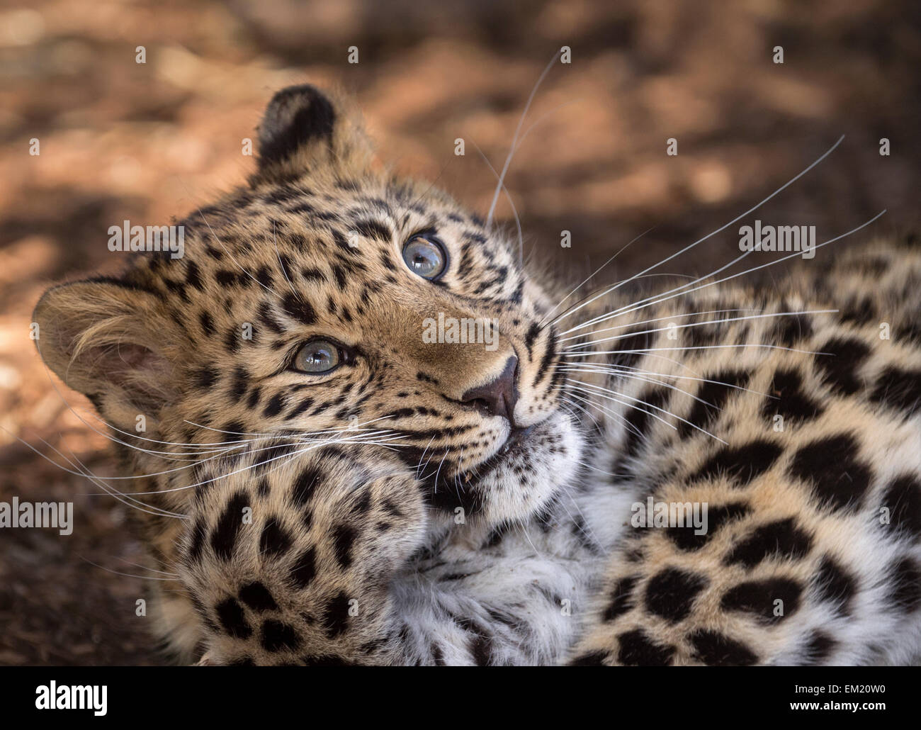 Beautiful amur leopard hi-res stock photography and images - Alamy