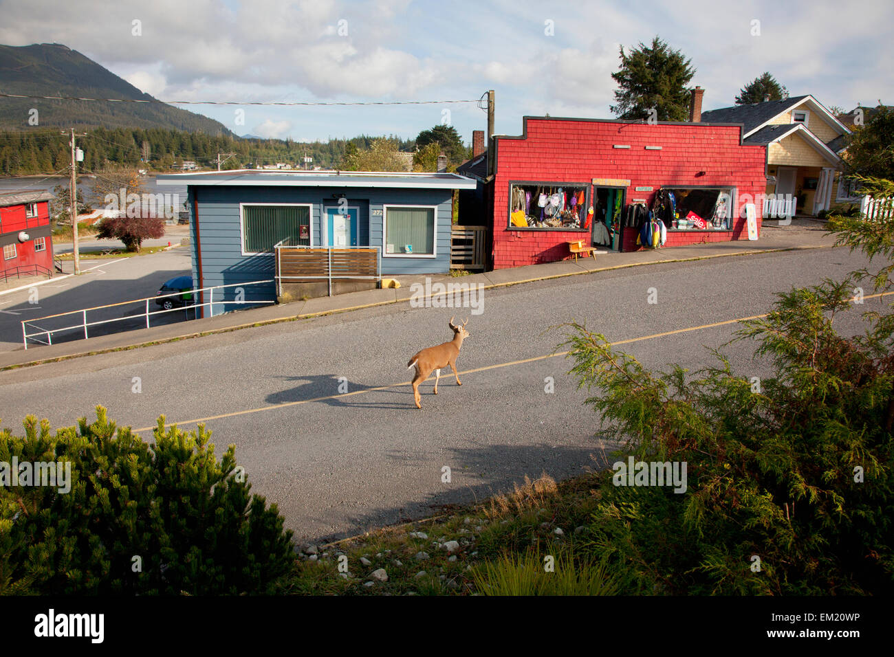 A Deer Walks Through The Downtown Streets In The Village Of Ucluelet ...