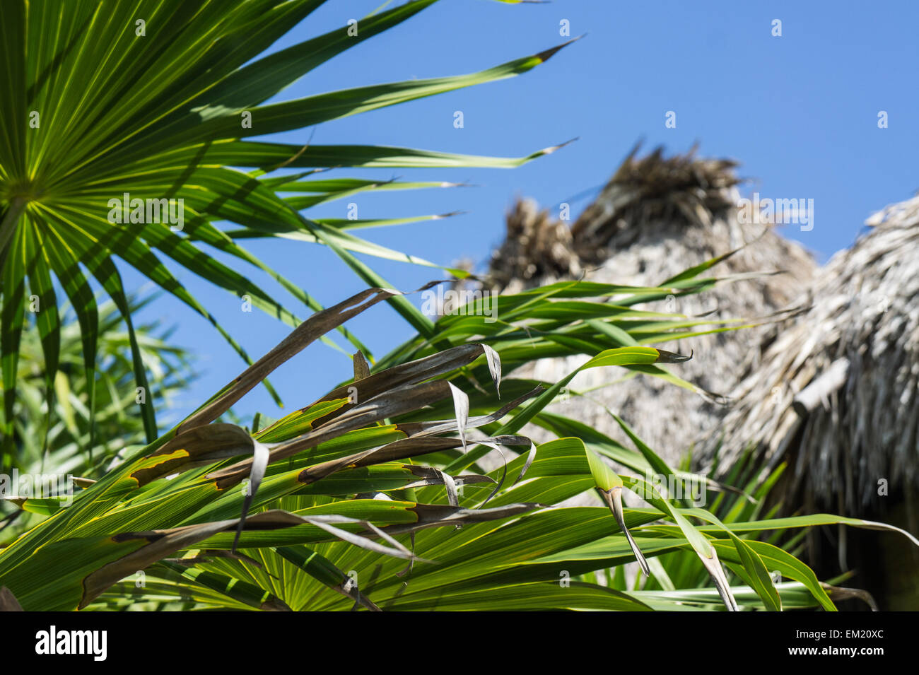 Maya trees hi-res stock photography and images - Alamy