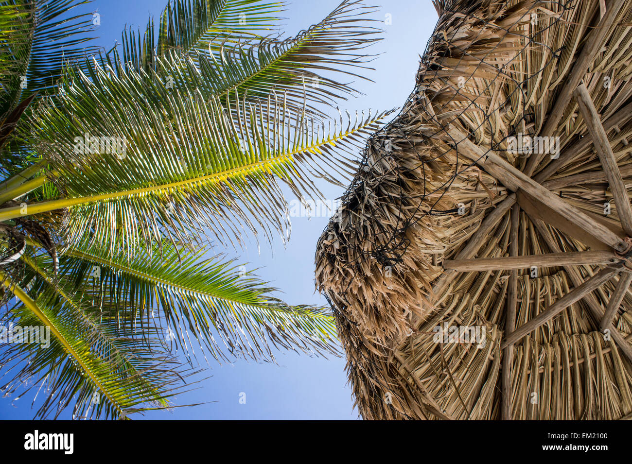 mexico, maya riviera, palm trees Stock Photo - Alamy